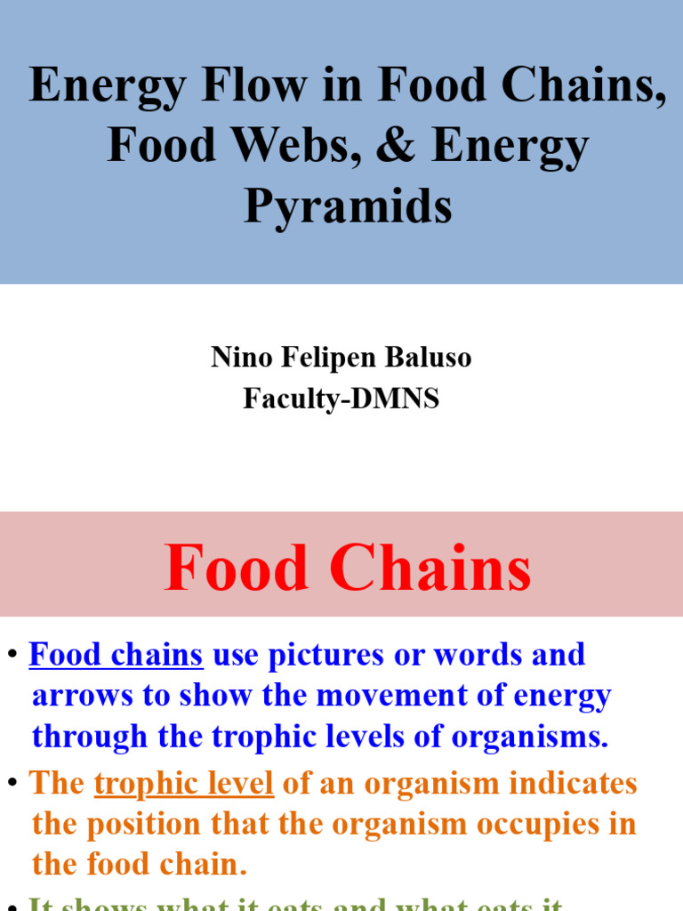 Energy Flow in Food Chains & Webs | PDF | Food Web | Ecology