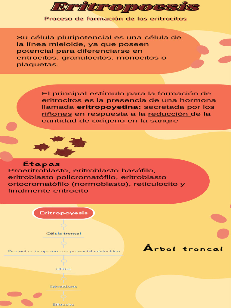 Proceso de Eritropoesis | PDF