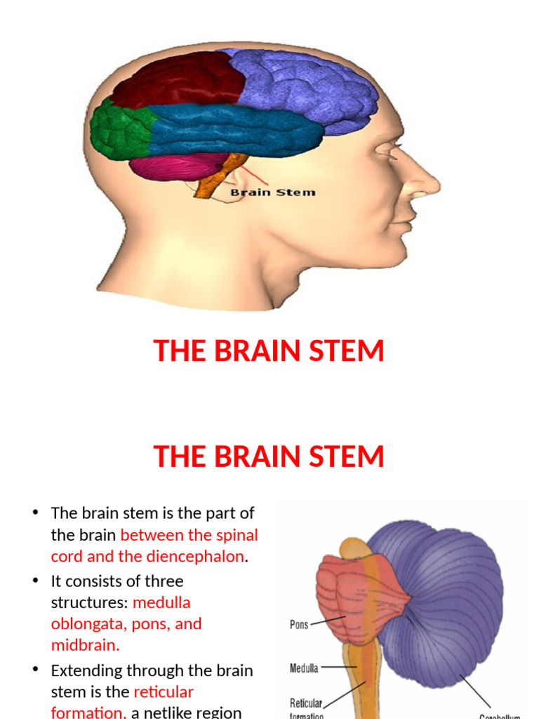 brain stem | PDF | Brainstem | Cerebellum