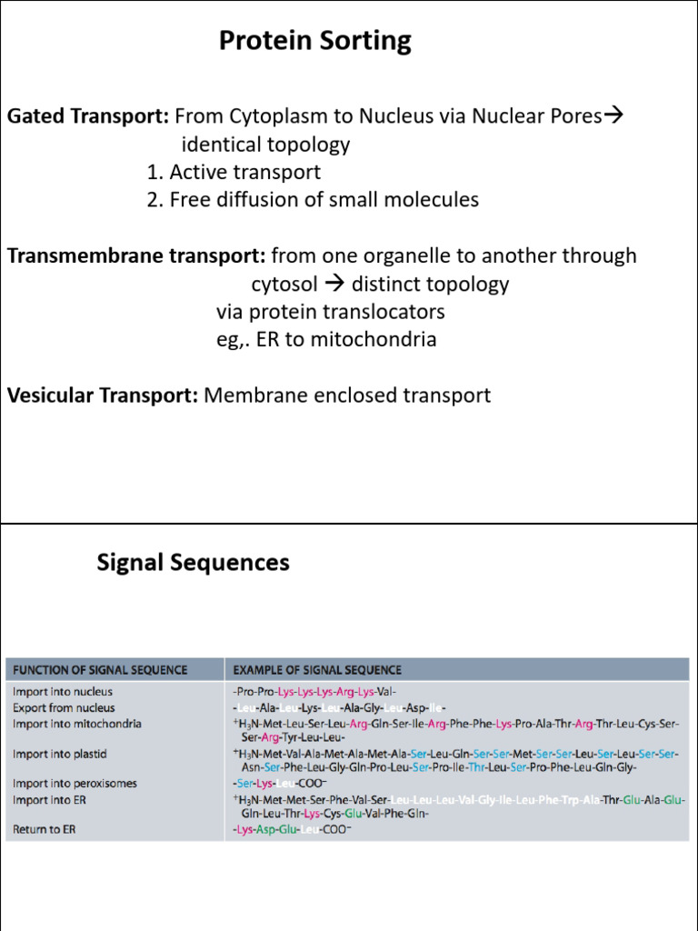 3.cellular Transport - Protein Sorting | PDF | Protein Targeting ...