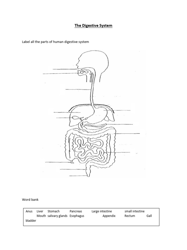 Digestive System Labelling Sheet | PDF