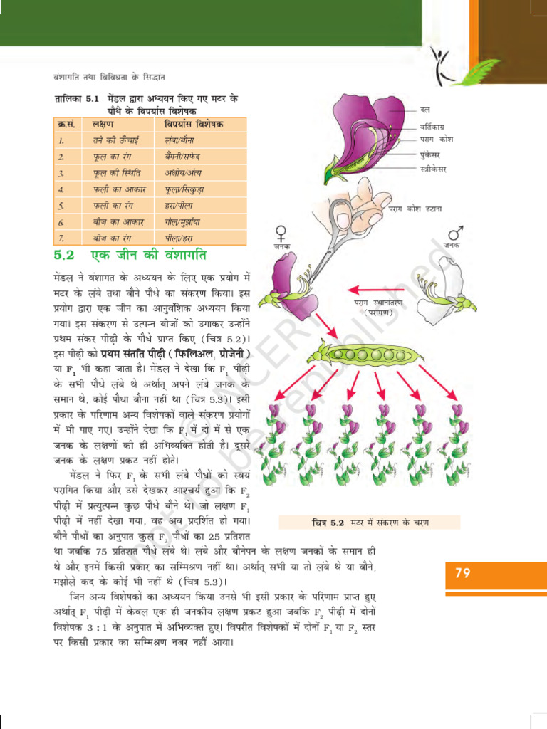 Genetics 2 | PDF