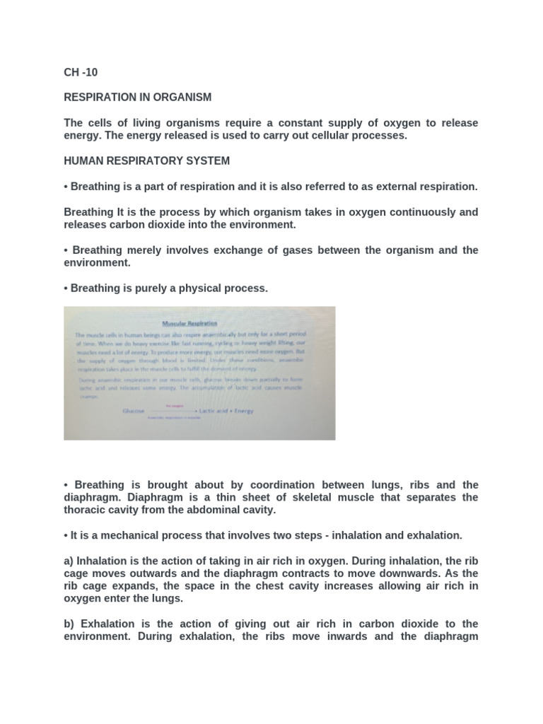 Respiration in Organism Notes | PDF | Breathing | Respiratory System