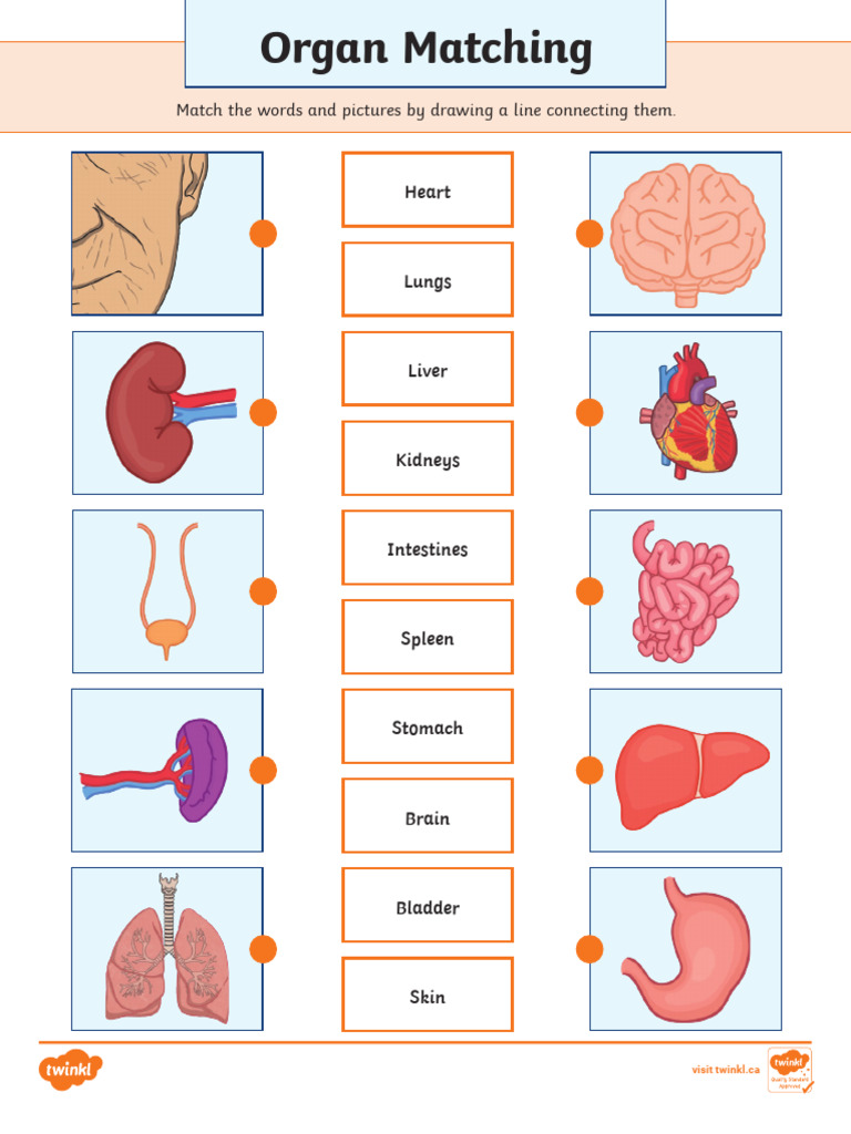 Organs | PDF