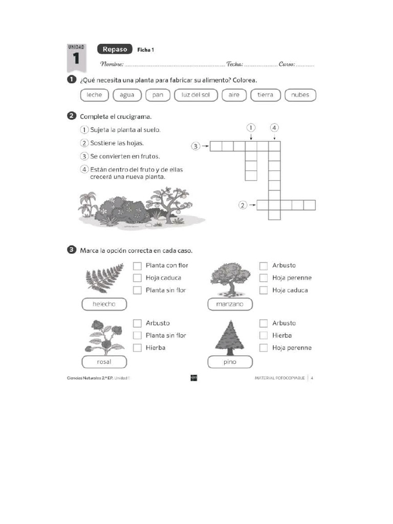 Tema3 Plantas | PDF