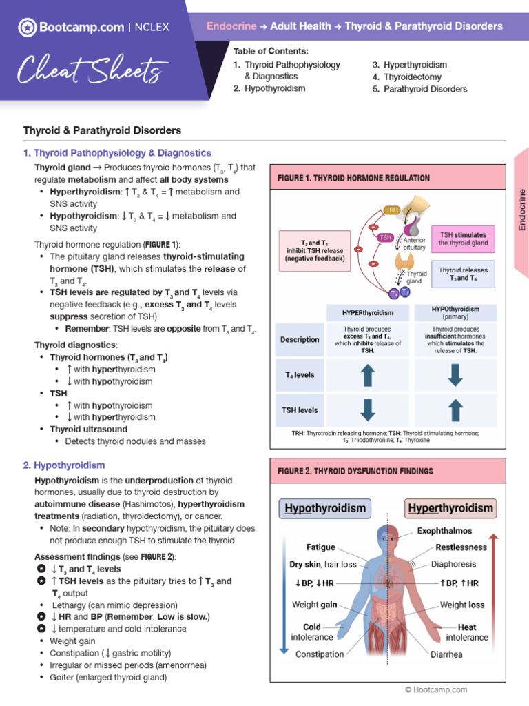 Thyroid & Parathyroid Disorders Cheat Sheet | PDF | Hyperthyroidism | Thyroid
