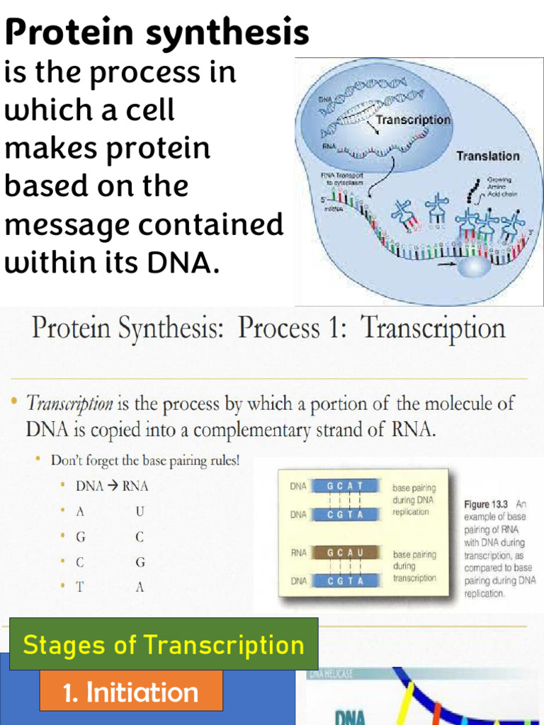 Protein Synthesis Reading Material | PDF | Translation (Biology ...