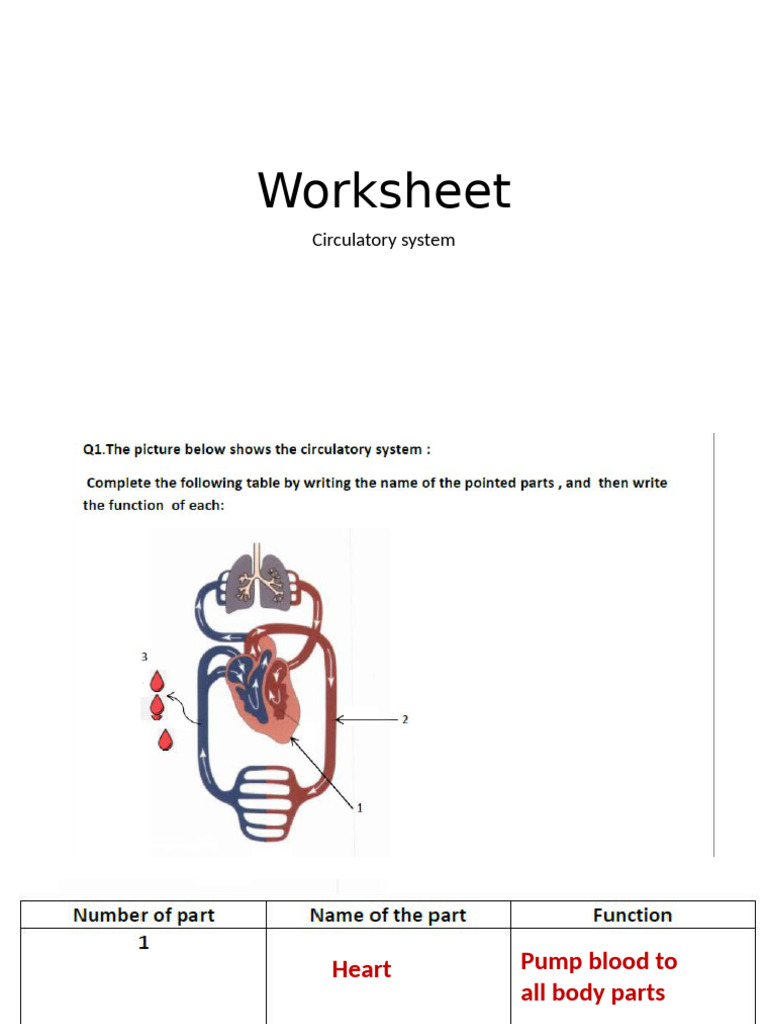 Circulatory System Worksheet Overview | PDF
