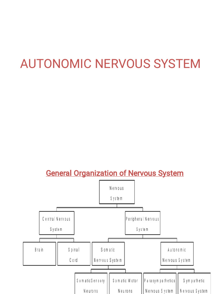 Overview of the Autonomic Nervous System | PDF | Autonomic Nervous ...