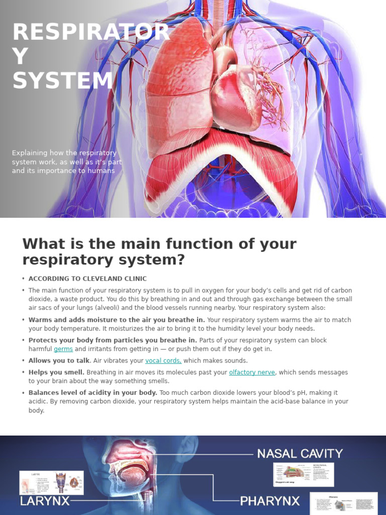Respiratory System | PDF | Respiratory Tract | Respiratory System