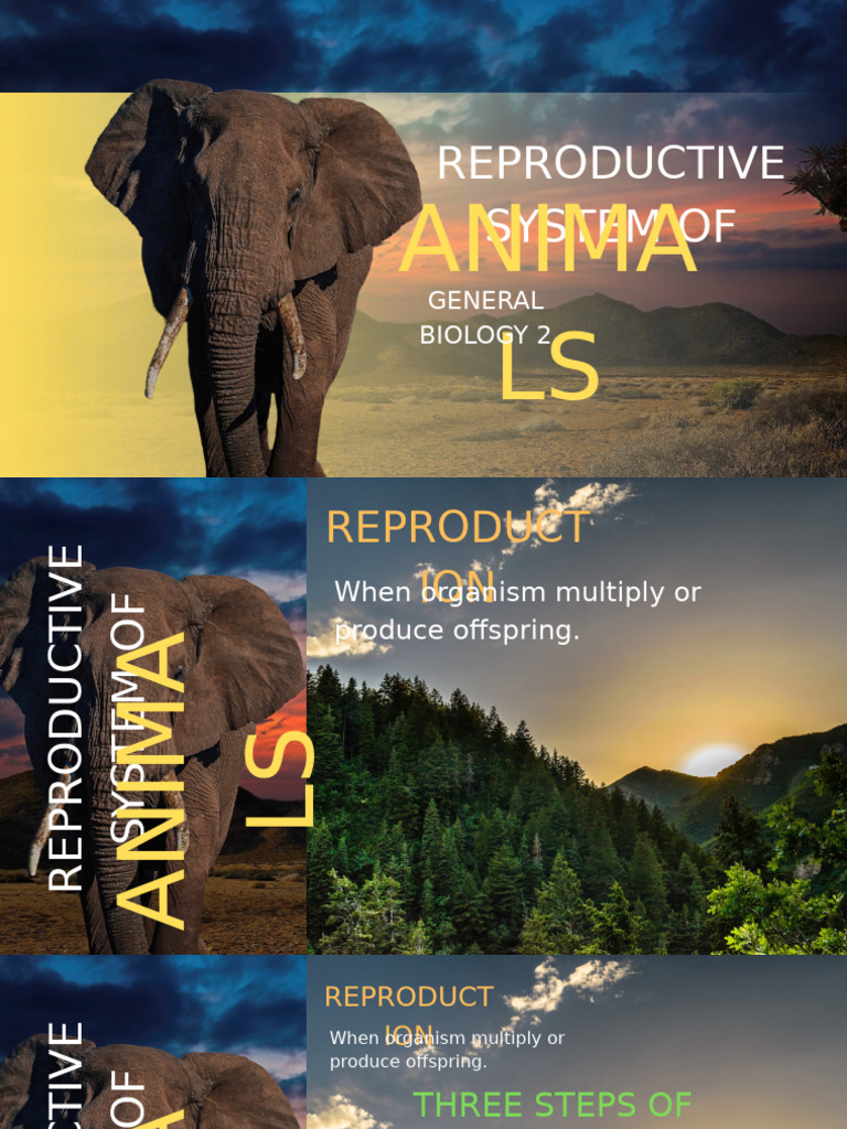 Animal Reproductive System Guide | PDF | Reproductive System | Testicle