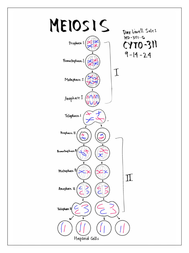 Sales MD 3 Y1 6 Mitosis and Meiosis | PDF