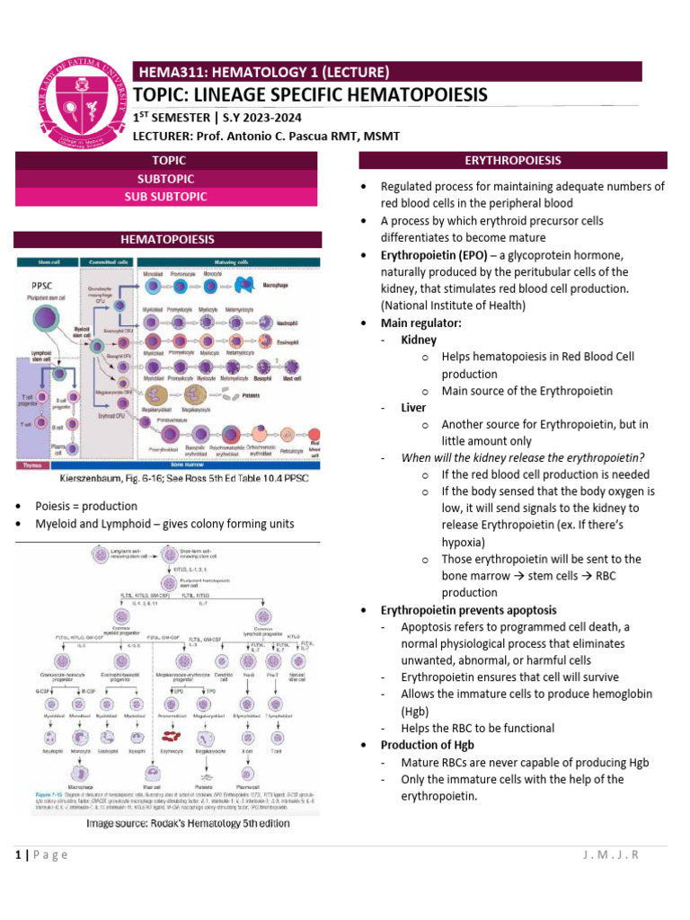 3 - LINEAGE SPECIFIC HEMATOPOIESIS 2 | PDF | Lymphocyte | Red Blood Cell