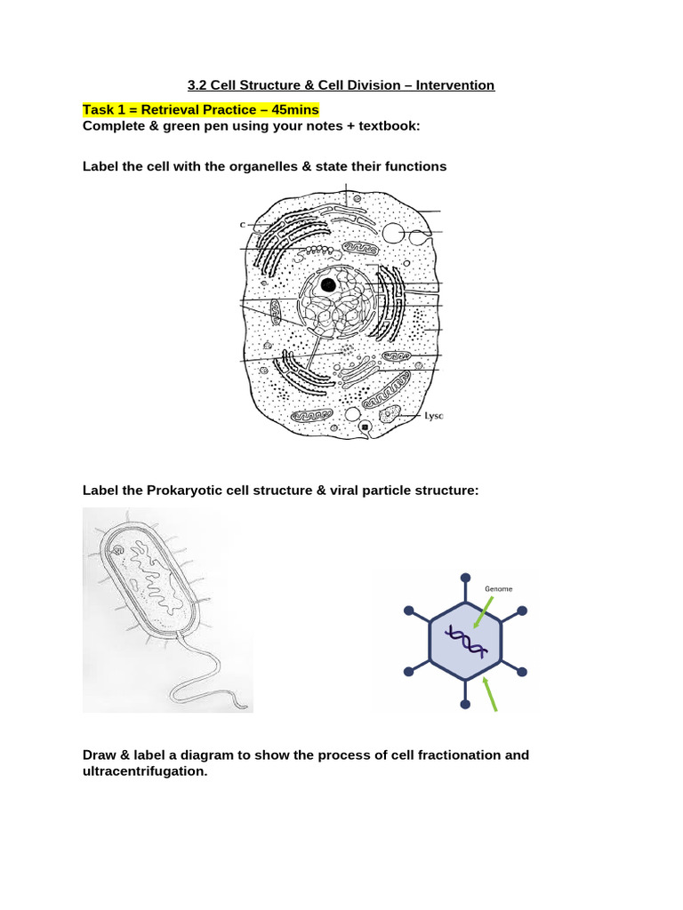 3.2 Cells Part 1 Independent Intervention - K | PDF | Cell (Biology) | Mitosis