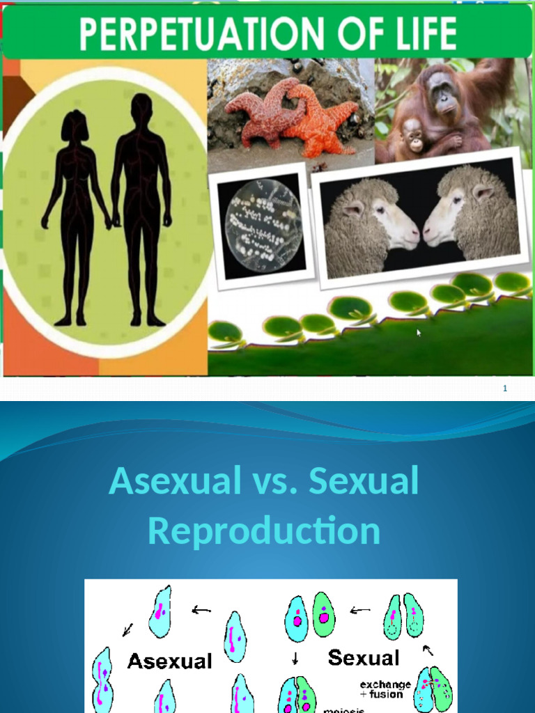 Asexual vs Sexual Reproduction PowerPoint | PDF | Sexual Reproduction | Egg
