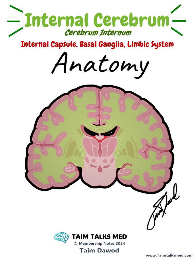 Internal Cerebrum Notes | PDF | Basal Ganglia | Striatum
