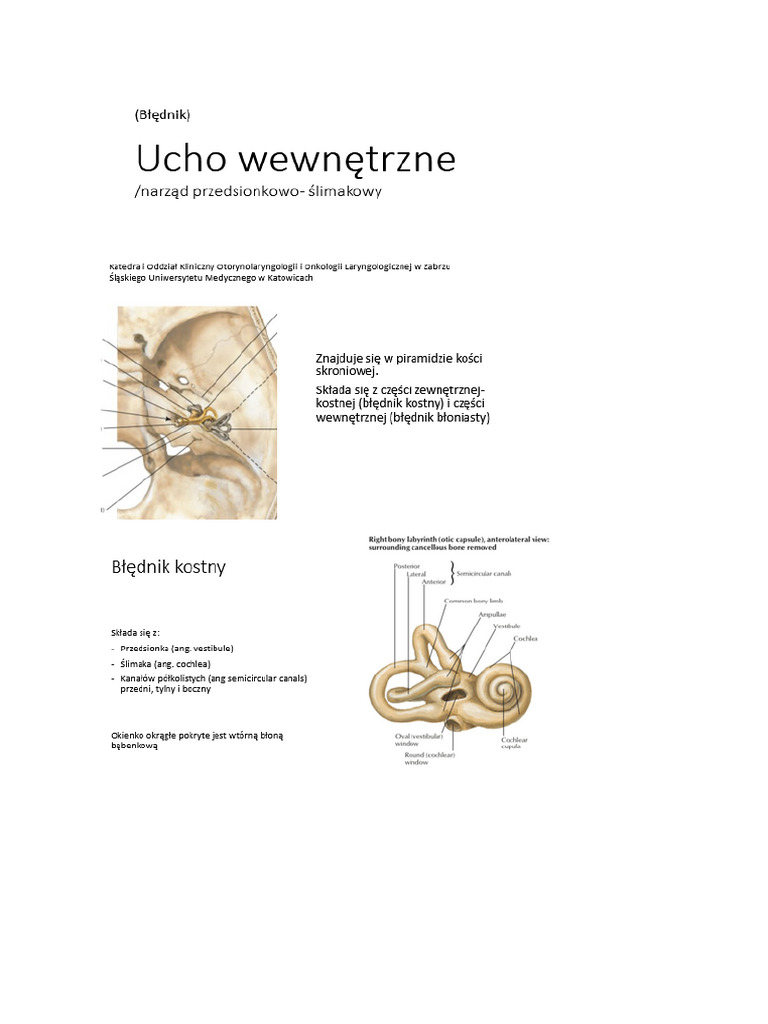 Ucho Wewnętrzne - Anatomia I Fizjologia | PDF