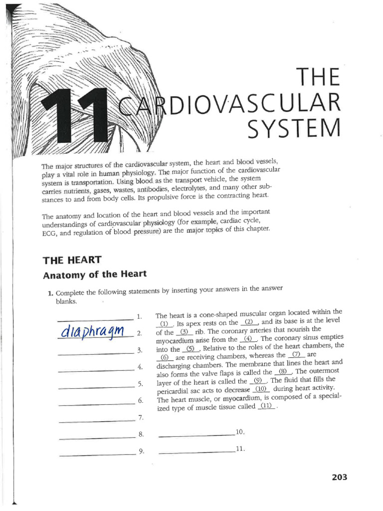 Cardiovascular Workbook Questions | PDF