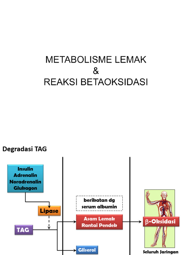 Metabolisme Lemak Dan Reaksi Betaoksidasi | PDF