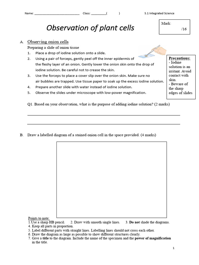 Observing Plant Cells: Onion & Egeria | PDF | Onion | Plants