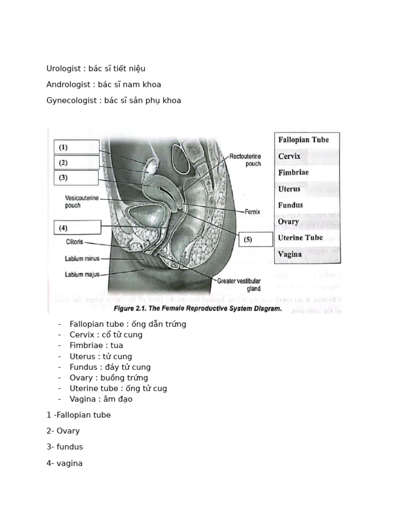 Fallopian Tube | PDF
