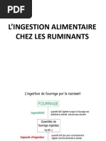 Anatomie de l'appareil digestif de la vache | PDF | Bovins domestiques ...