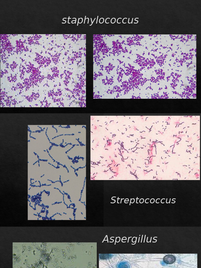 Histopath Slides | PDF