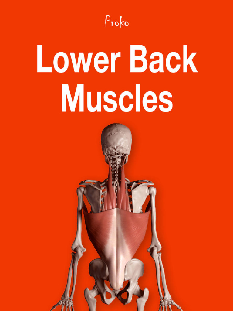 pdfcoffee.com_15h-the-lower-back-muscles-ebook-pdf-free | PDF