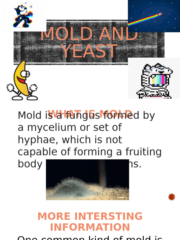Mold and Yeast Reading | PDF
