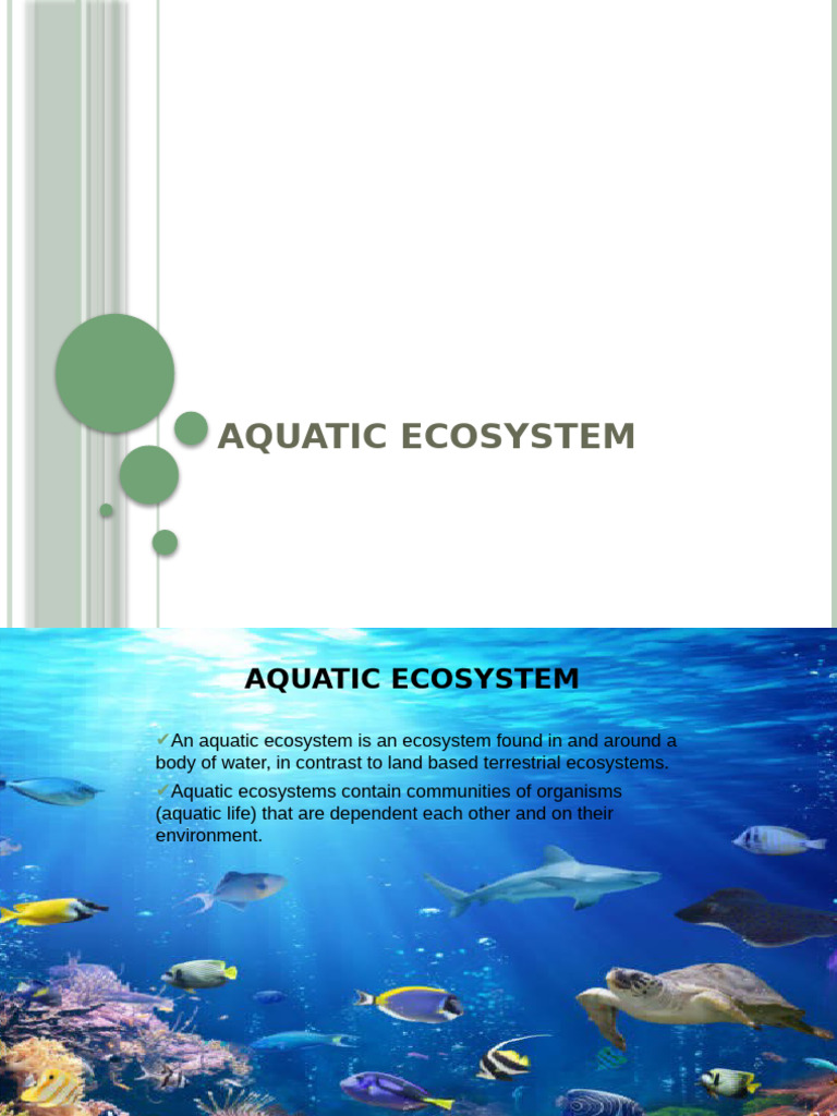 Aquatic Ecosystem - 2 | PDF | Aquatic Ecosystem | Estuary