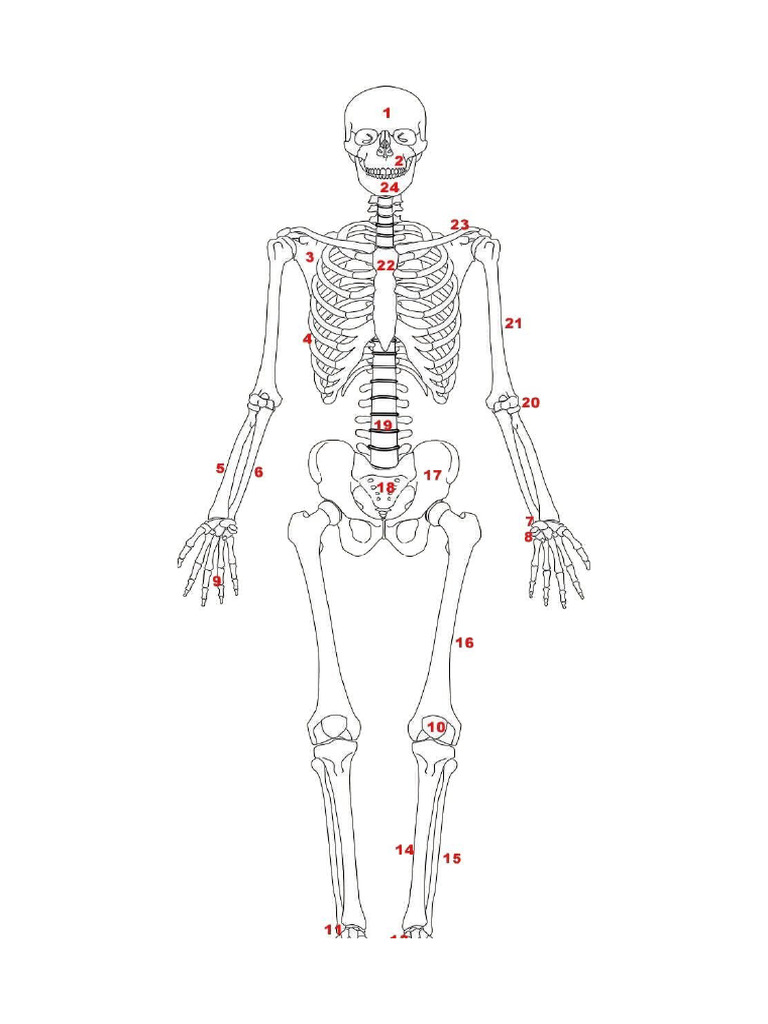 Oefenen skelet (1) | PDF