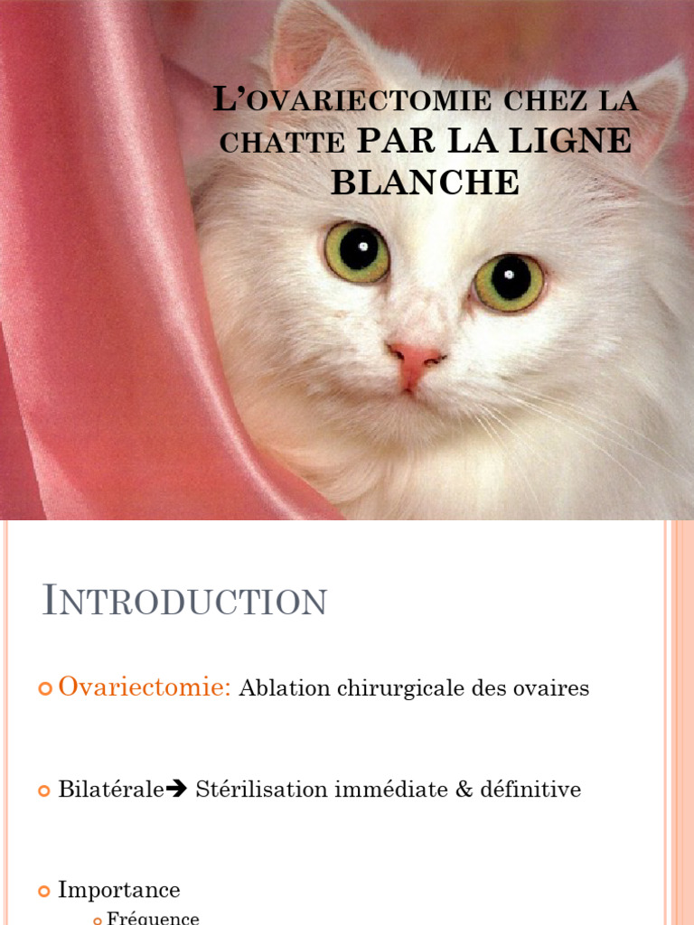 Ovariectomie chez la chatte : Guide complet | PDF | Stérilisation ...