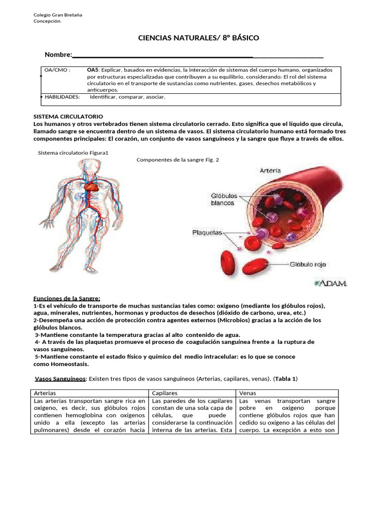 8°b-Guia Sistema Circulatorio | PDF | Sistema circulatorio | Sangre