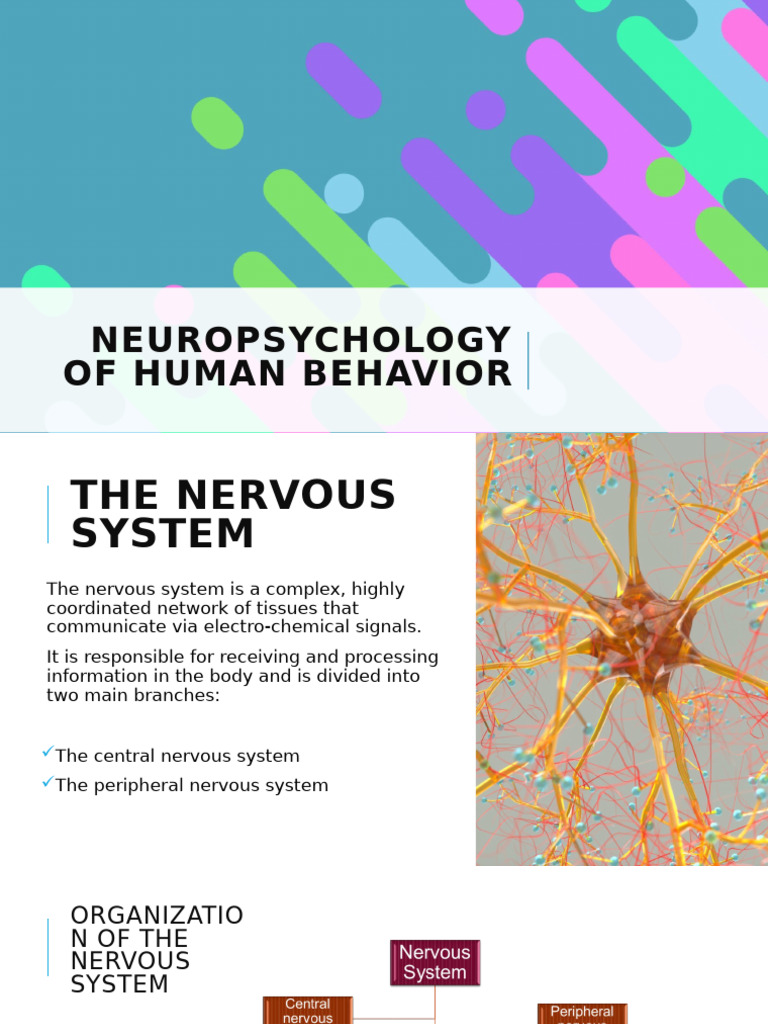 Neuropsychology of Human Behavior | PDF | Nervous System | Autonomic ...