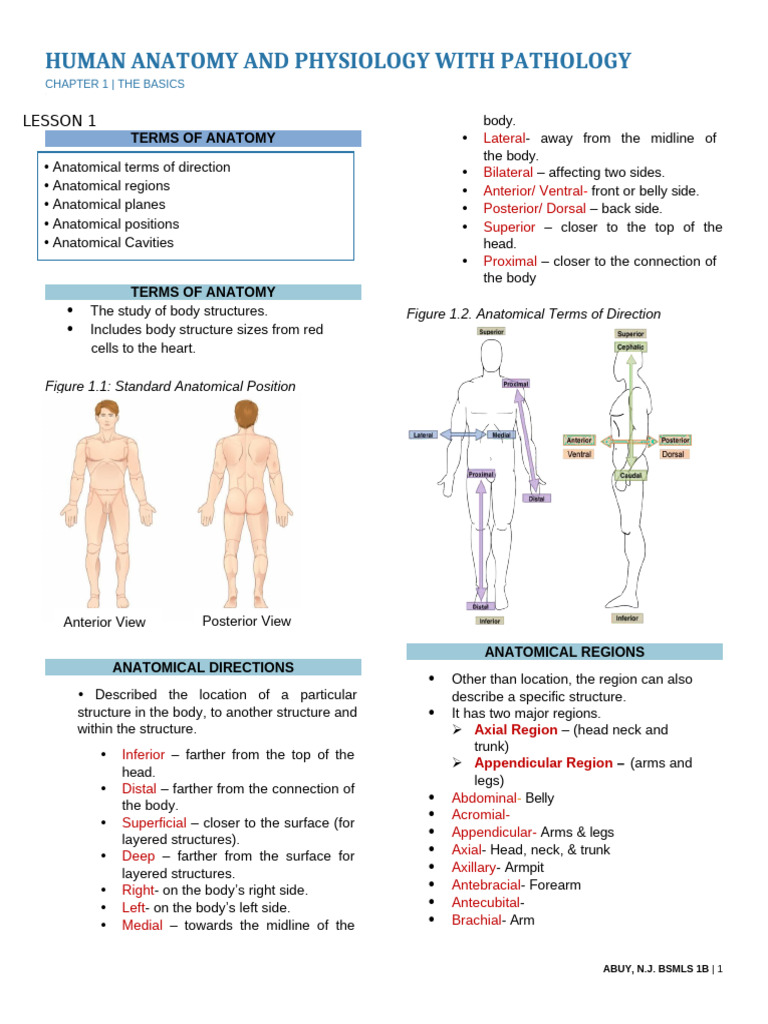 Human Anatomy and Physiology With Pathophysiology | PDF | Anatomical ...