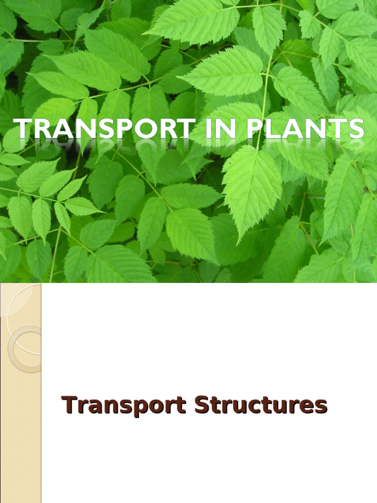 Transport in Plants | PDF | Root | Leaf