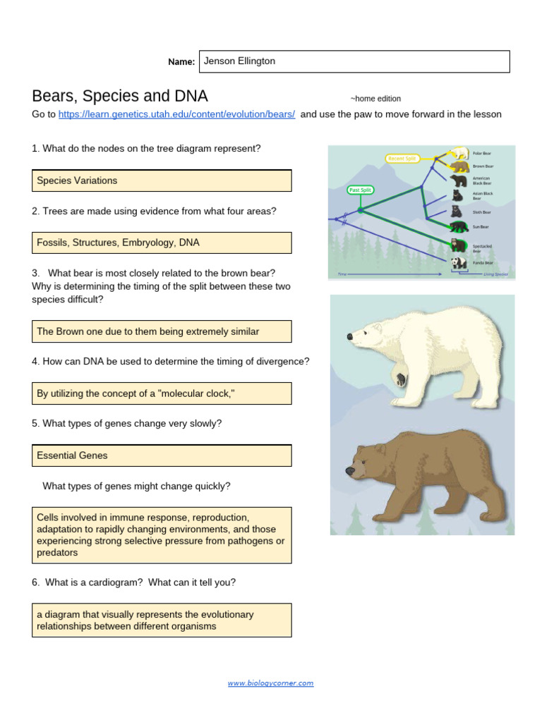 Bear Evolution and Conservation Insights | PDF | Species | Evolution
