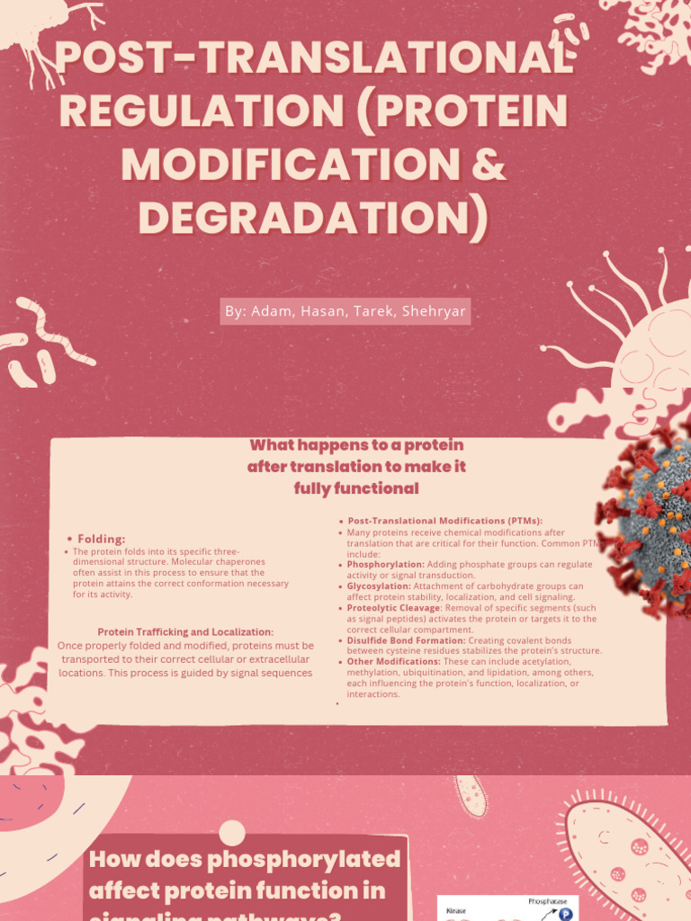 What Happens To A Protein After Translation | PDF | Proteasome | Ubiquitin