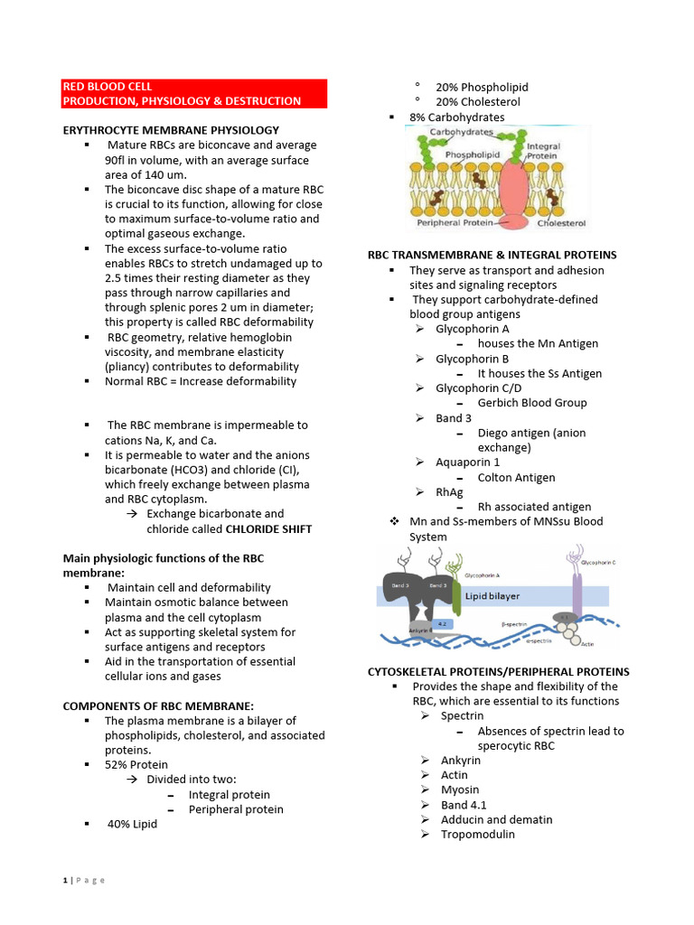 Red Blood Cell - Production, Physio & Destruction | PDF | Red Blood Cell | Hemoglobin