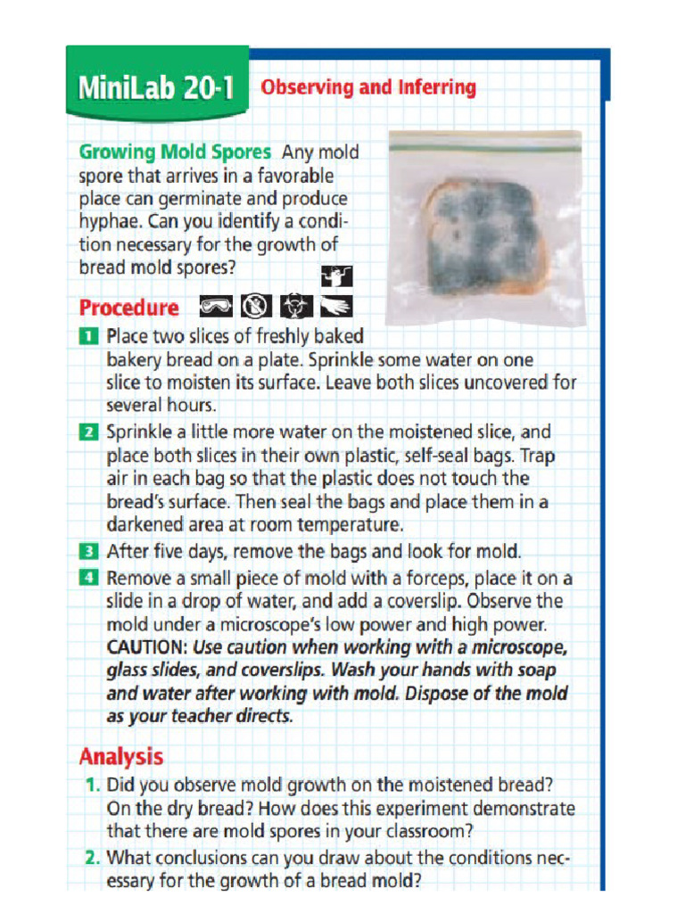 Biology Fungi Lab | PDF