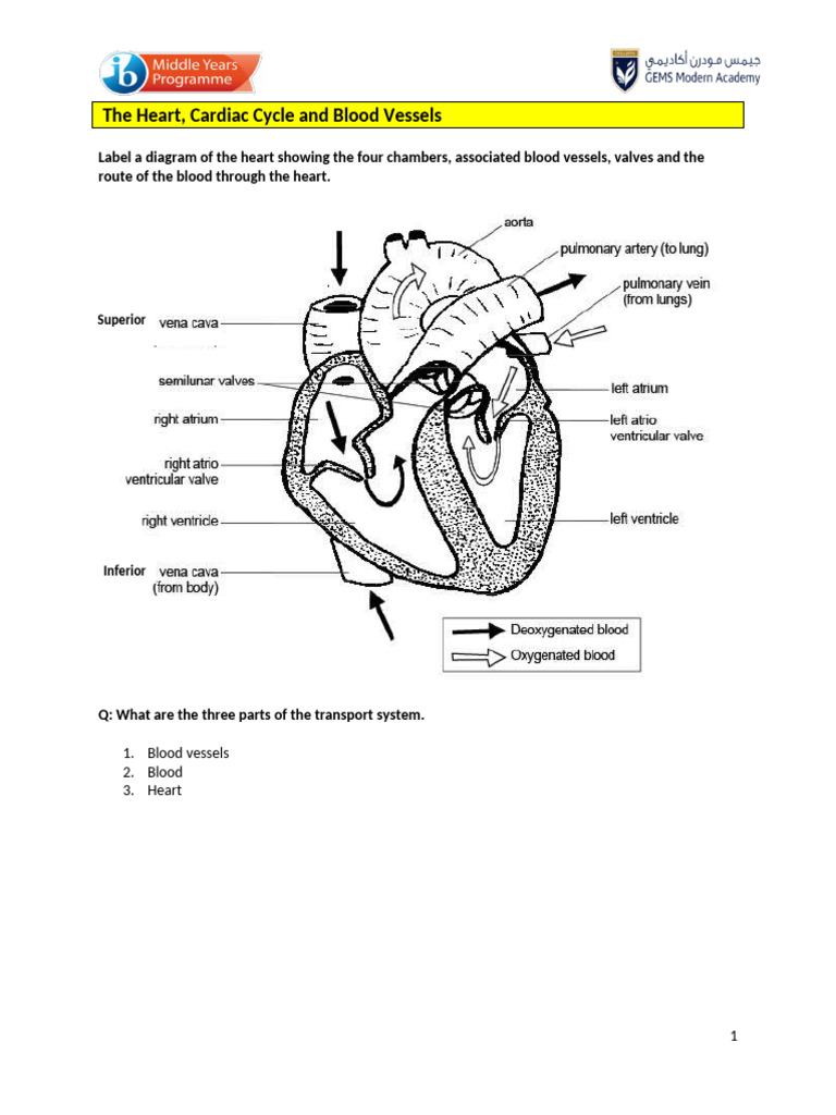 Heart and Blood Vessels | PDF | Heart | Circulatory System