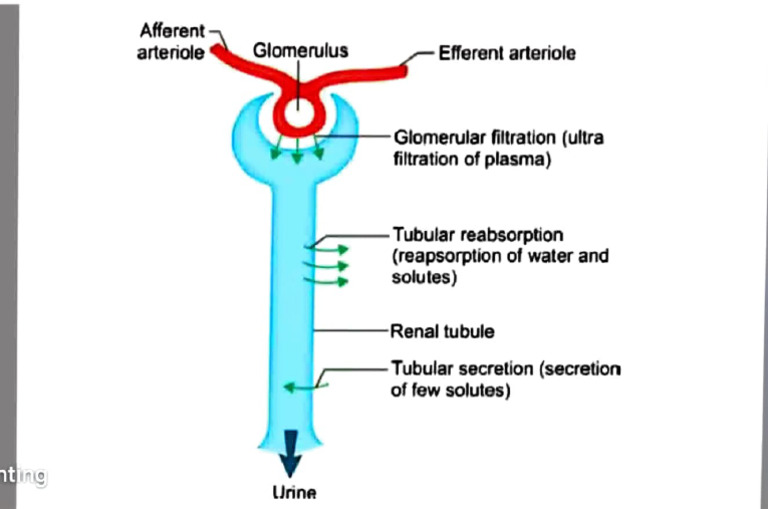 Excretory System Basis of Urine Formation | PDF