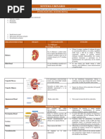 Triptico Del Sistema Excretor | PDF | Sistema urinario | Riñón
