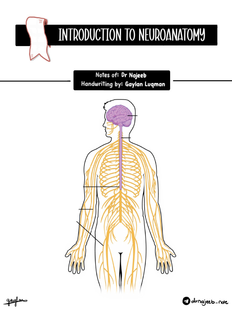 1 - Introduction To Neuro Anatomy | PDF | Central Nervous System | Axon