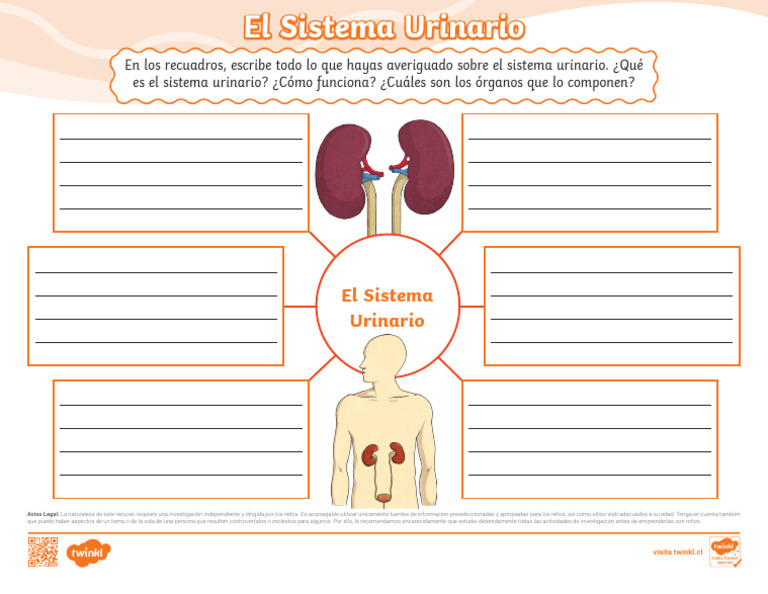 Mapa Conceptual Sistema Urinario | PDF