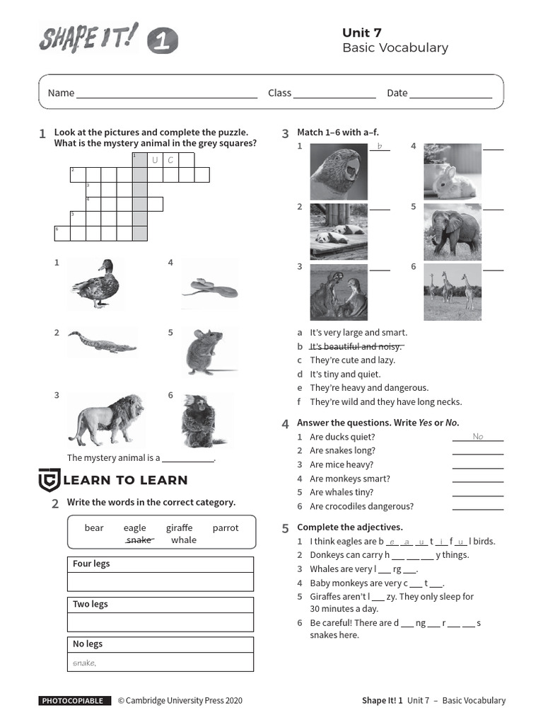 Basic Vocabulary: Mystery Animals | PDF | Birds | Zoology