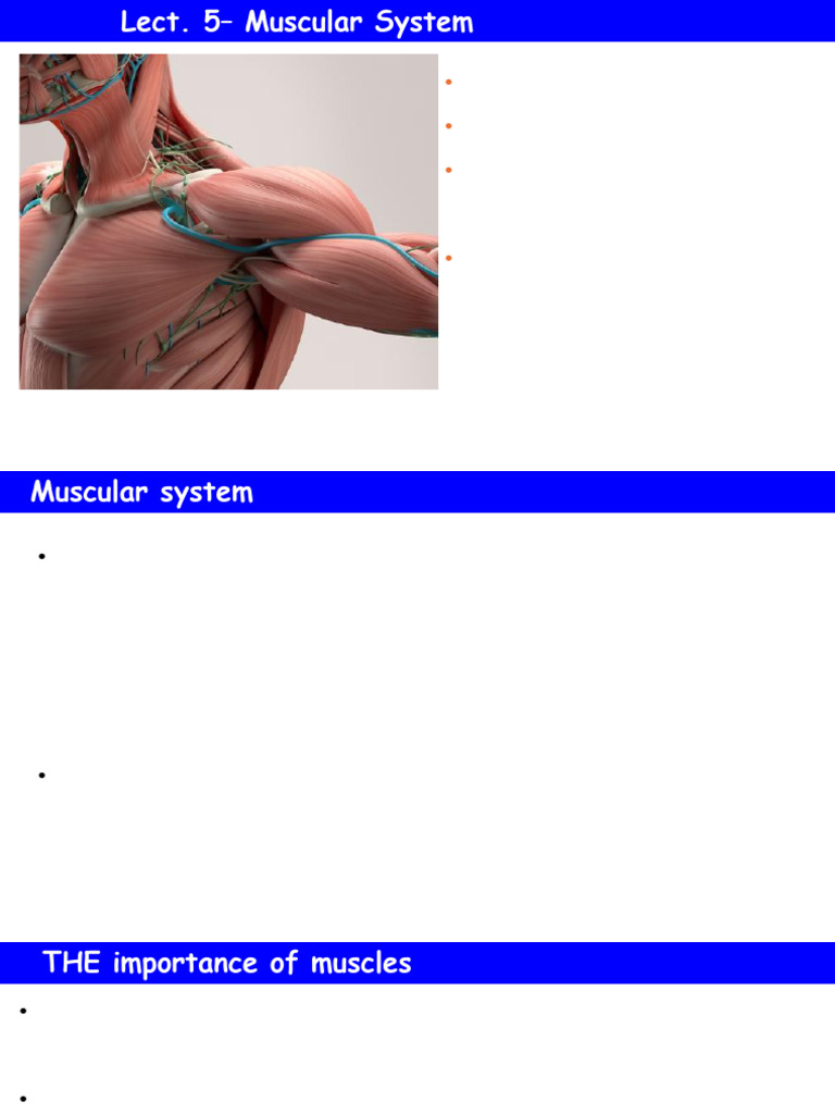 Animal Physiology: Muscular System | PDF | Muscle Contraction | Actin