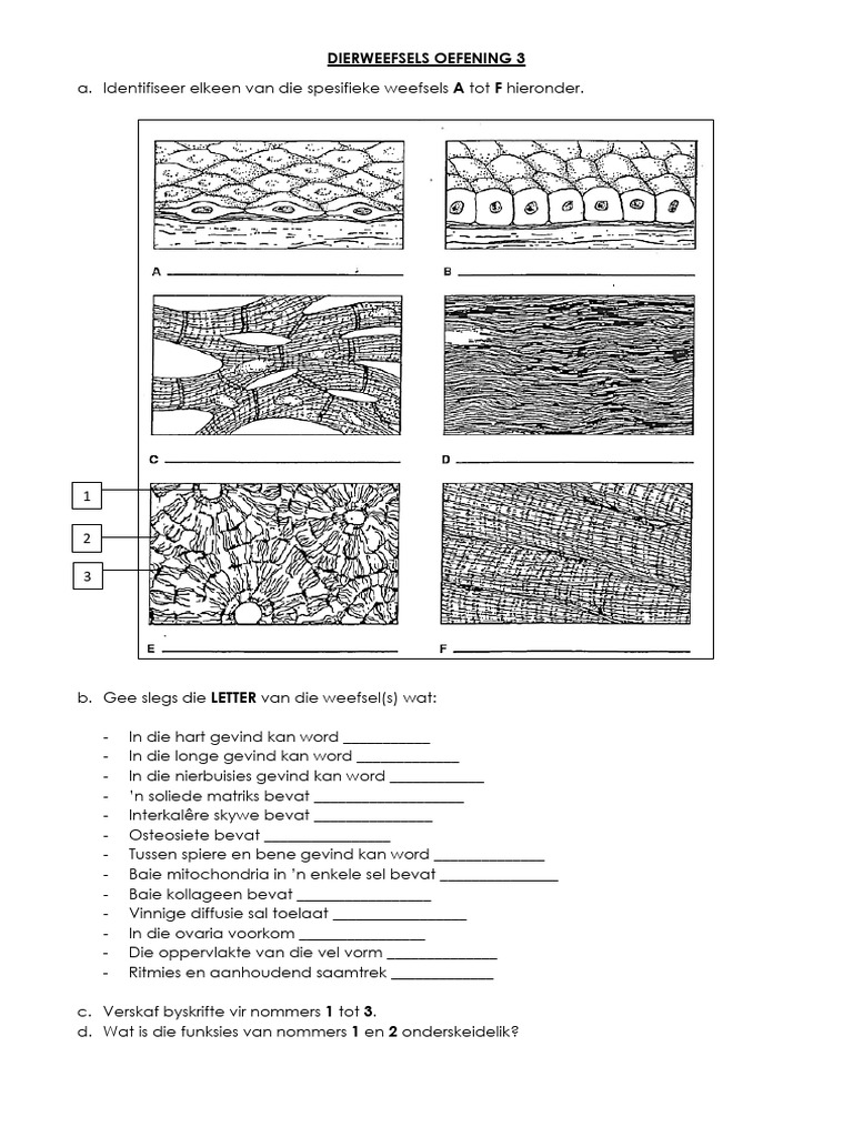 GR 10 Eng & Afr Tissues Exercise 3 & Memo | PDF
