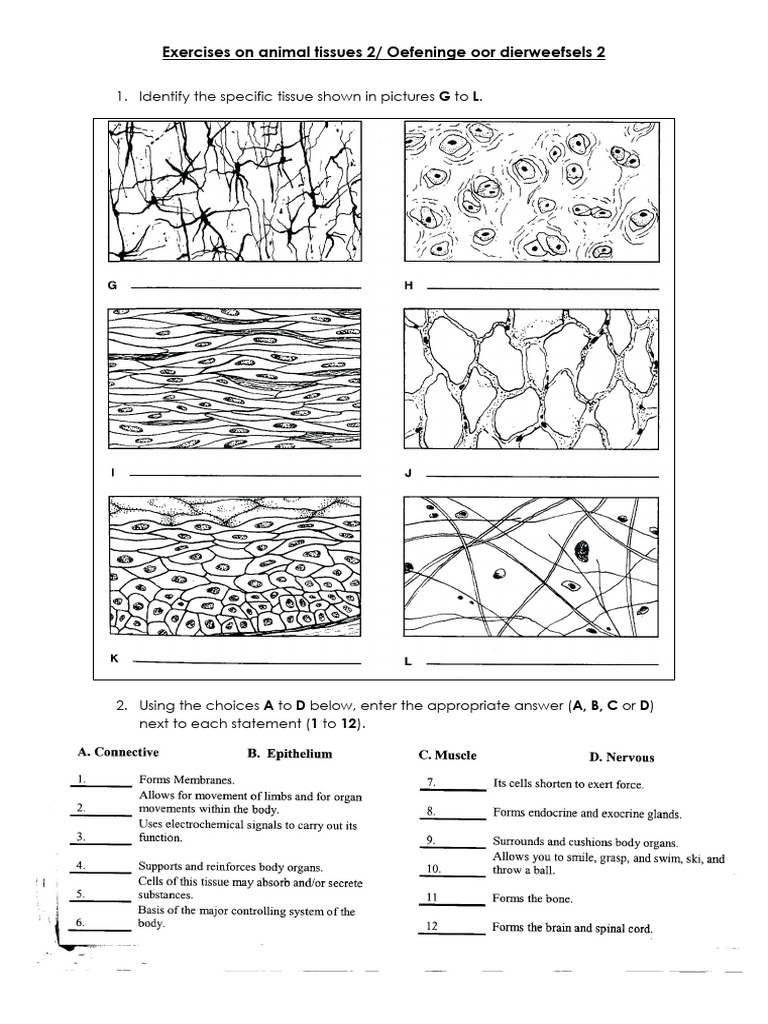 GR 10 Eng & Afr Tissues Exercise 2 & Memo | PDF