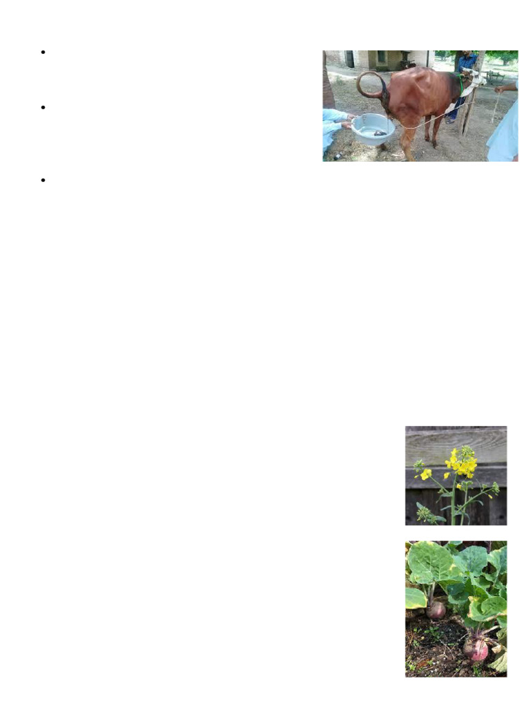 Post Parturient Haemoglobinuria | PDF